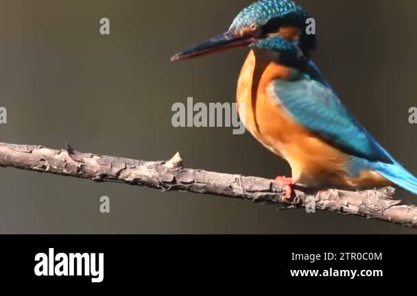 Singular fish Stock Videos & Footage - HD and 4K Video Clips - Alamy