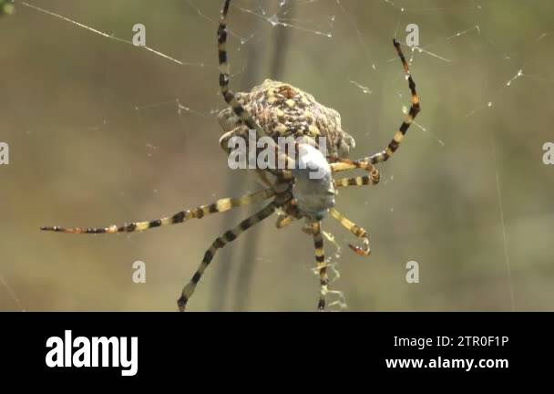 Argiope lobata is species of spider belonging to family Araneidae ...