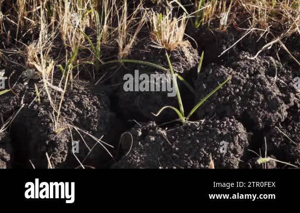 Arid climate dry climate Stock Videos & Footage - HD and 4K Video Clips ...