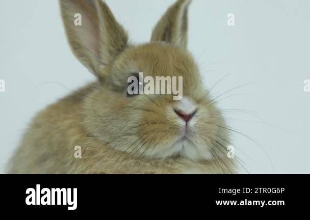 Rabbitears Stock Videos & Footage - HD and 4K Video Clips - Alamy