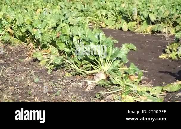Field beet Stock Videos & Footage - HD and 4K Video Clips - Alamy