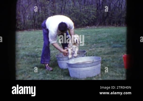 Man washing dog Stock Videos & Footage - HD and 4K Video Clips - Alamy