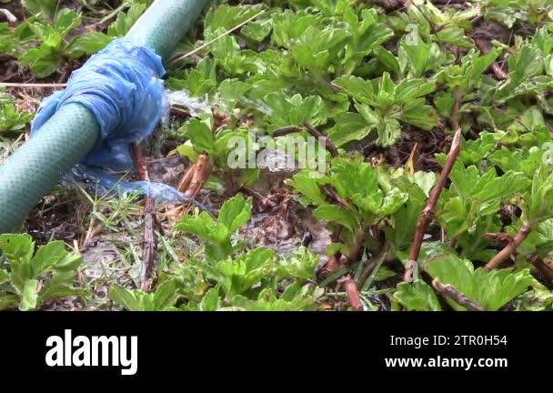Leaking hose pipe Stock Videos & Footage - HD and 4K Video Clips - Alamy