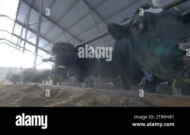 Dairy cows in cowshed sniffing camera. Extreme closeup ants eye view ...