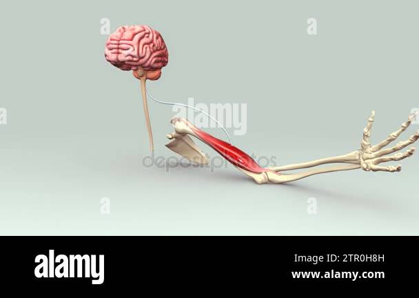 Muscle bone connection Stock Videos & Footage - HD and 4K Video Clips ...