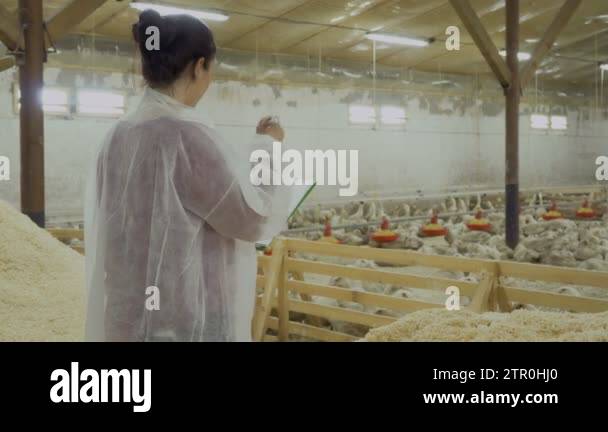 Poultry standards Stock Videos & Footage - HD and 4K Video Clips - Alamy