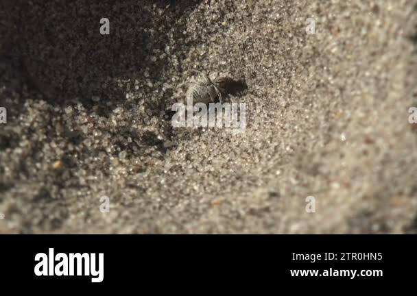 Insect Macro, Beetle bug caught in a pit trap Myrmeleontidae Antlion ...