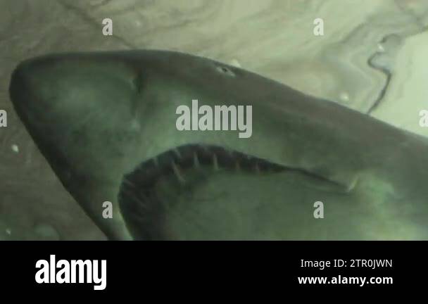 Shark jaws teeth species Stock Videos & Footage - HD and 4K Video Clips ...