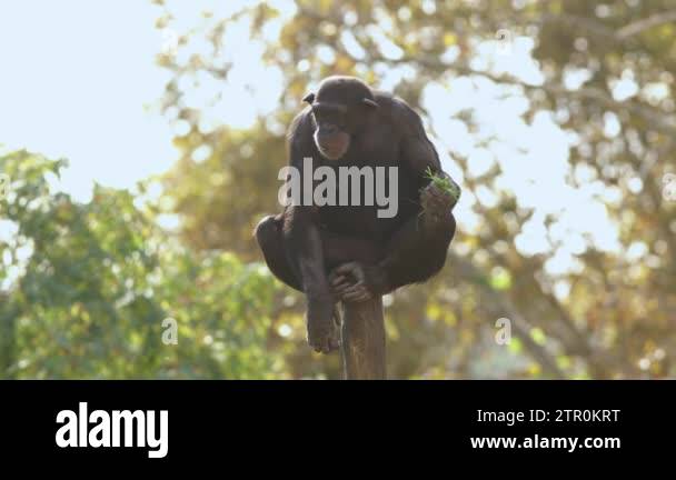 Primate ecosystem balance Stock Videos & Footage - HD and 4K Video ...