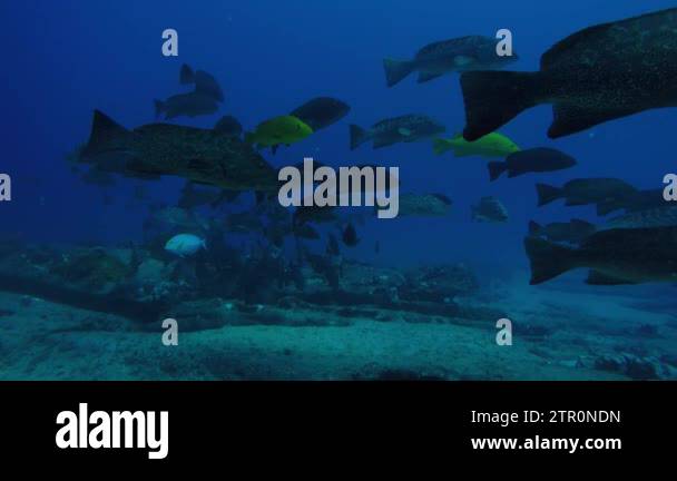 Leopard grouper (Mycteroperca rosacea), group feeding from the reefs of ...
