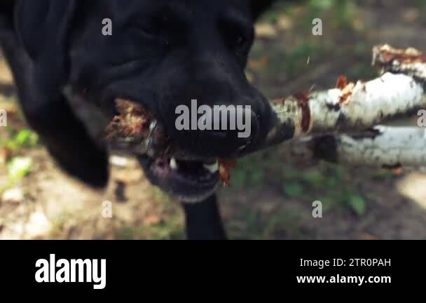 Puppy female branch Stock Videos & Footage - HD and 4K Video Clips - Alamy