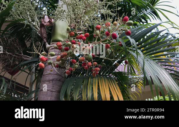 Seed palm Stock Videos & Footage - HD and 4K Video Clips - Alamy