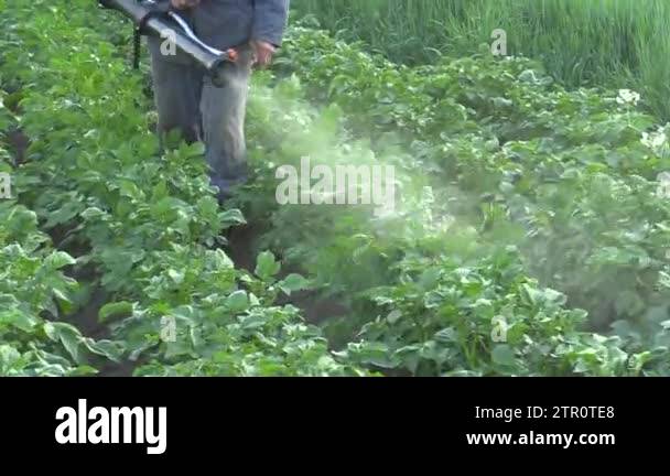 Chemical pesticide modern spray of Solanum tuberosum potato against ...