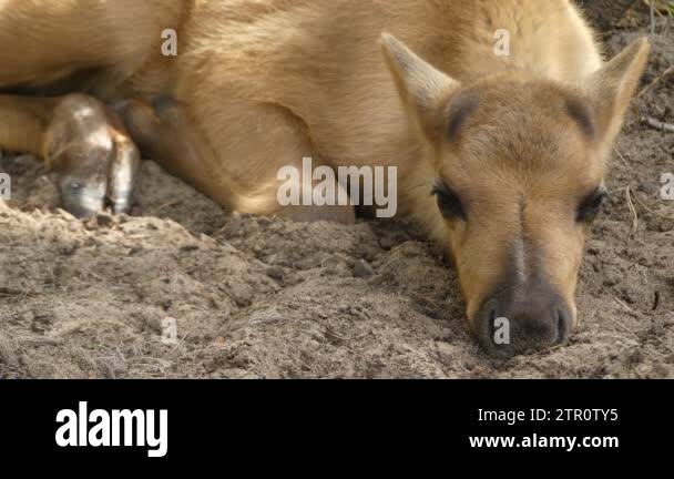 Young Reindeer (Rangifer tarandus), also known as caribou in North ...