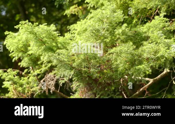 Chamaecyparis pisifera Squarrosa (sawara cypress or sawara Japanese) is ...