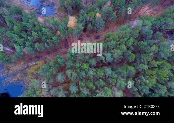 Dense forest with swamp and high voltage power lines. Aerial top view ...