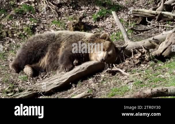 Brown bear sleeping. Bear sleeping on top of a hill in the woods ...