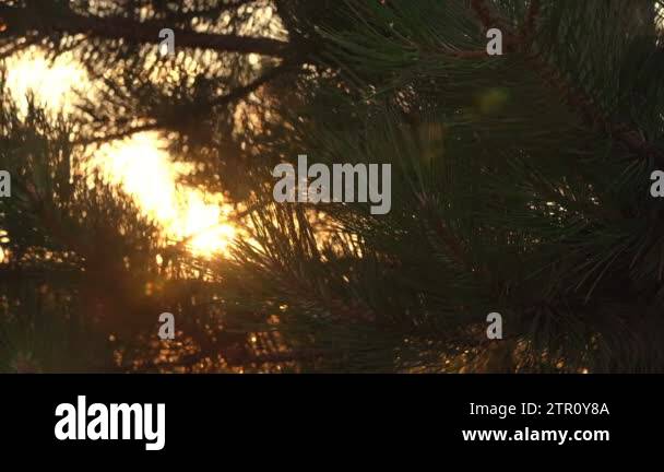 Slowly Moving Across The Branches Of Pine Tree Stock Video Footage - Alamy