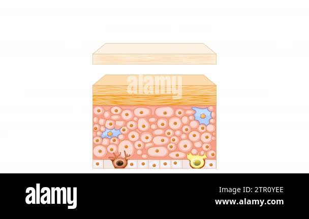 Epidermis Structure Skin Anatomy Cell And Layers Of A Human Skin Cross Section Of The
