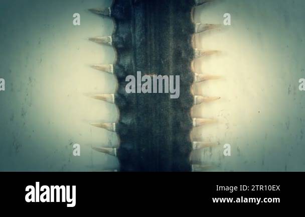 Saw fish Stock Videos & Footage - HD and 4K Video Clips - Alamy