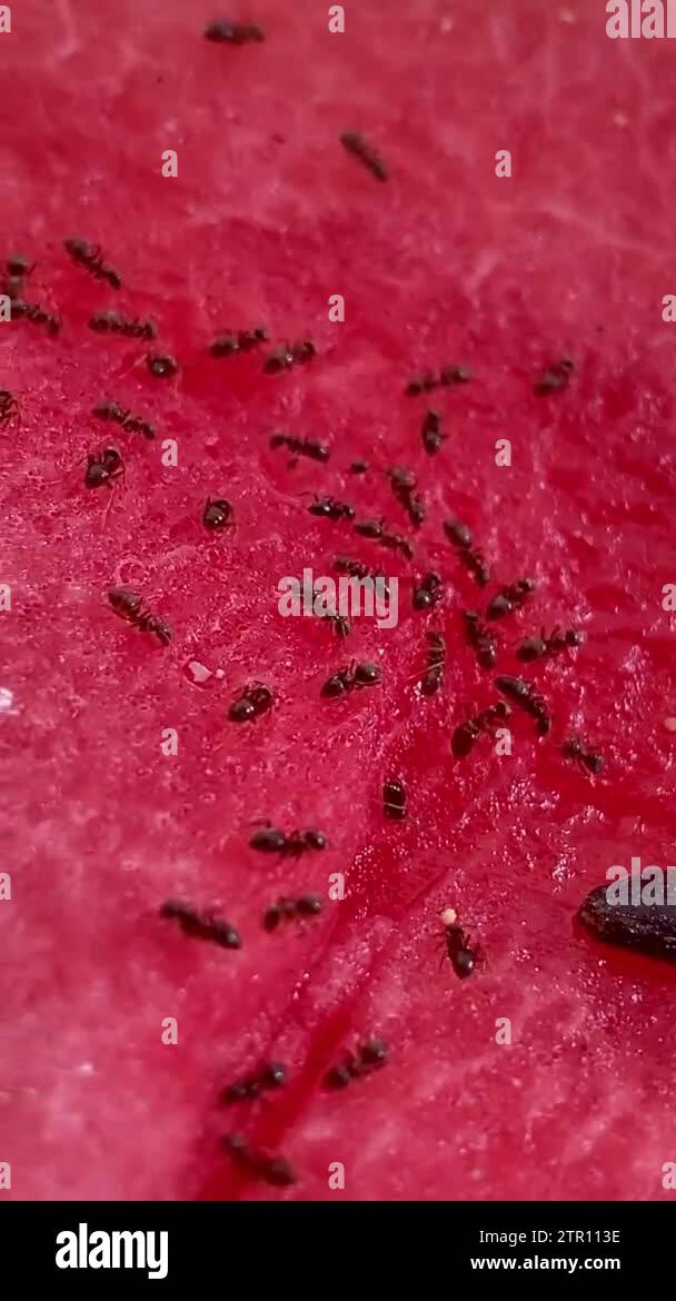Watermelon texture Stock Videos & Footage - HD and 4K Video Clips - Alamy