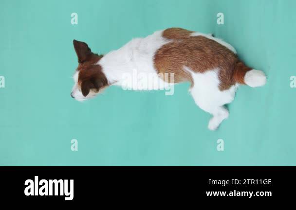 Relaxed posture Stock Videos & Footage - HD and 4K Video Clips - Alamy