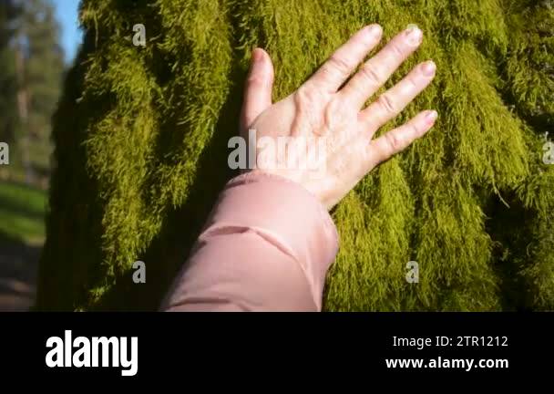 Touch tree wall Stock Videos & Footage - HD and 4K Video Clips - Alamy