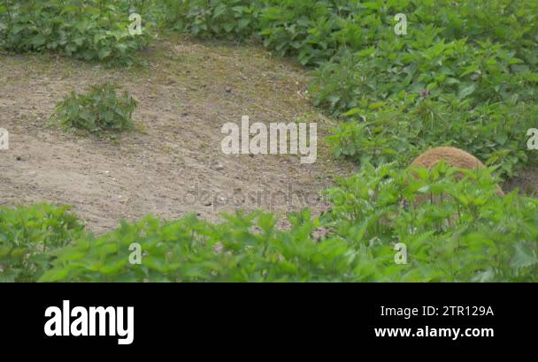 Observing animals grass Stock Videos & Footage - HD and 4K Video Clips ...