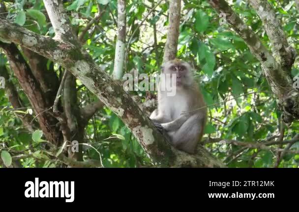 Monkey look Stock Videos & Footage - HD and 4K Video Clips - Alamy