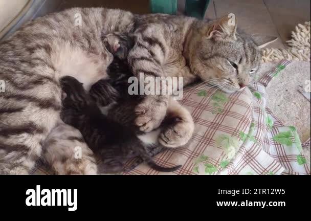 Wild cat gives birth and suckles its puppies Stock Video Footage - Alamy