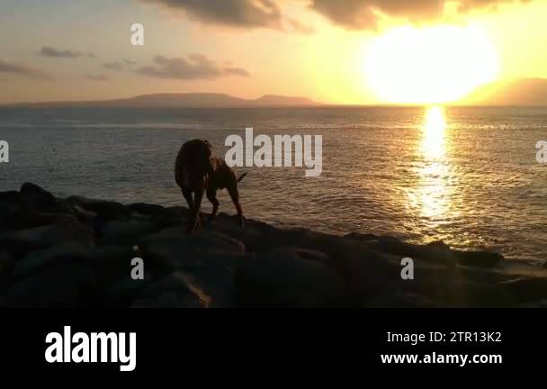 Pitbull beach Stock Videos & Footage - HD and 4K Video Clips - Alamy