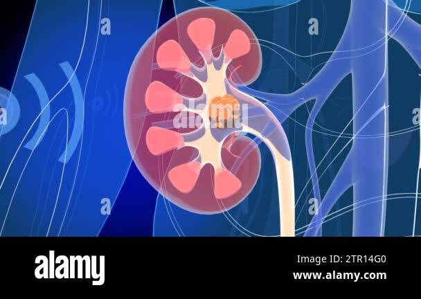 Anatomical 3D animation of the interior of the kidney showing kidney ...