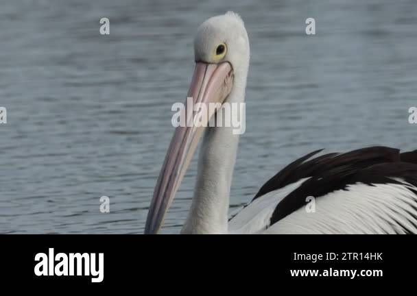 Pelican up close Stock Videos & Footage - HD and 4K Video Clips - Alamy