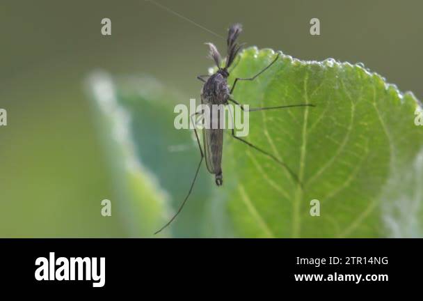 Insect macro, mating Mosquito Crane fly Tipula luna male sitting on ...