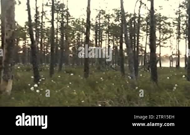 Handheld Vhs Vintage Film, VHS-C sunshine coming through birch trees ...