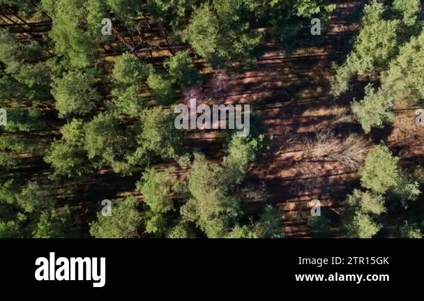Aerial view of forest top view. Drone shot flying over spruce conifer ...