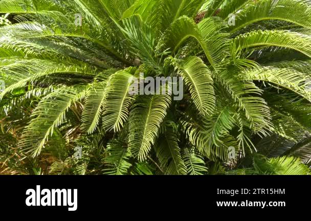 Cycadophyta sago palm gymnosperm Stock Videos & Footage - HD and 4K ...