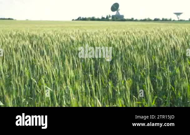 Green sign of rye Stock Videos & Footage - HD and 4K Video Clips - Alamy