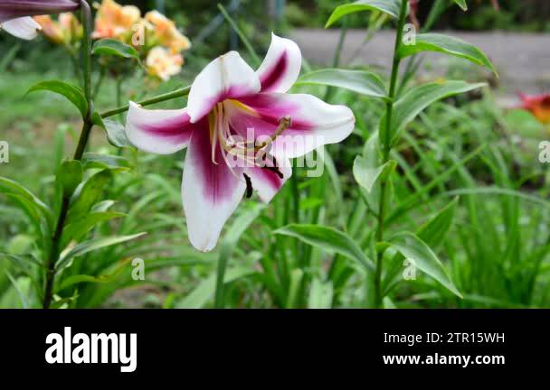 Lily colors Stock Videos & Footage - HD and 4K Video Clips - Alamy