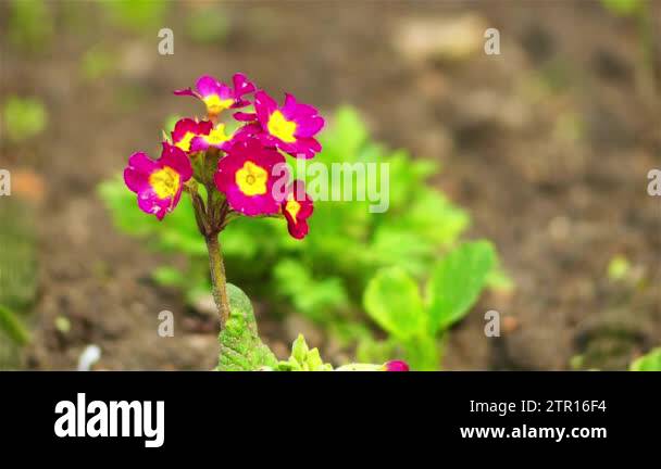 Primrose primula vulgaris primulaceae Stock Videos & Footage - HD and ...