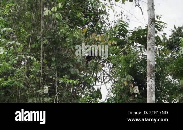 Lucifer Titi or Yellow handed Titi Monkey, Callicebus lucifer, climbing ...