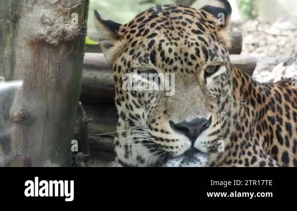 Ceylon leopard Stock Videos & Footage - HD and 4K Video Clips - Alamy