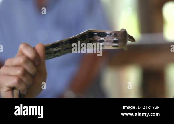 Snake handler Stock Videos & Footage - HD and 4K Video Clips - Alamy