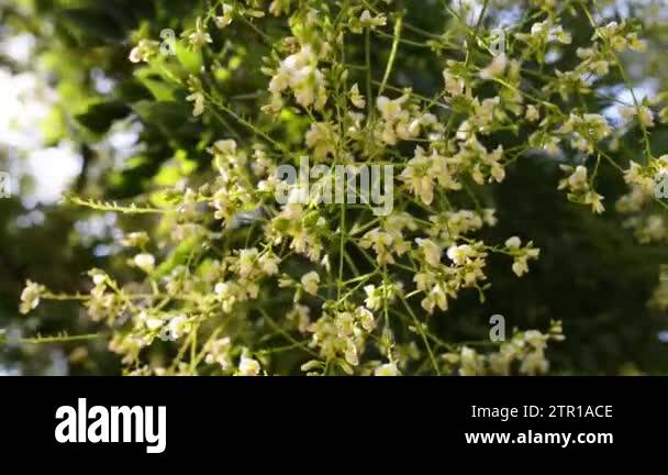 Styphnolobium japonicum Schott, the Japanese pagoda tree (Chinese ...