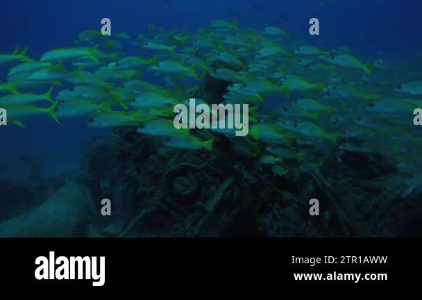 Yellow snapper (Lutjanus argentiventris), forming a school in a ...