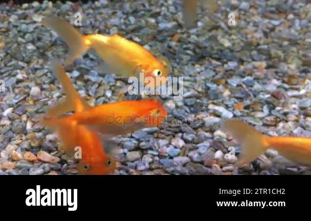Bubble eye gold fish Stock Videos & Footage - HD and 4K Video Clips - Alamy