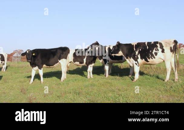 Holstein cows on a dairy farm Stock Videos & Footage - HD and 4K Video ...