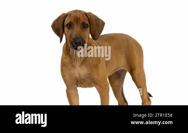 Rhodesian ridgeback lion Stock Videos & Footage - HD and 4K Video Clips ...