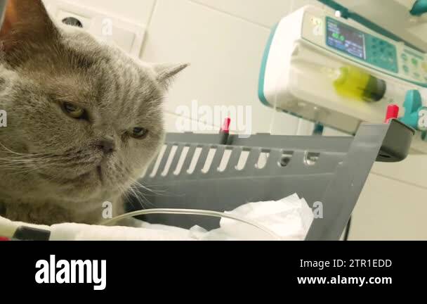 Cat iv fluid therapy Stock Videos & Footage - HD and 4K Video Clips - Alamy