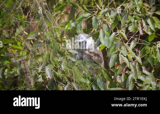Hanuman Langur in Bardia national park, Nepal - specie Semnopithecus ...